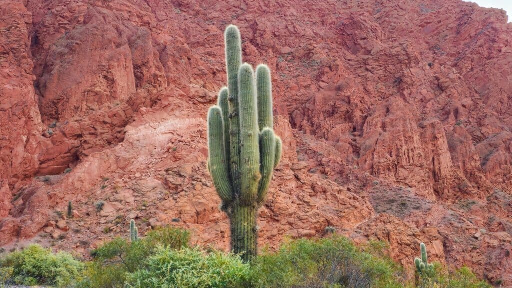Salta e Jujuy: o que fazer no Norte da Argentina [2026]